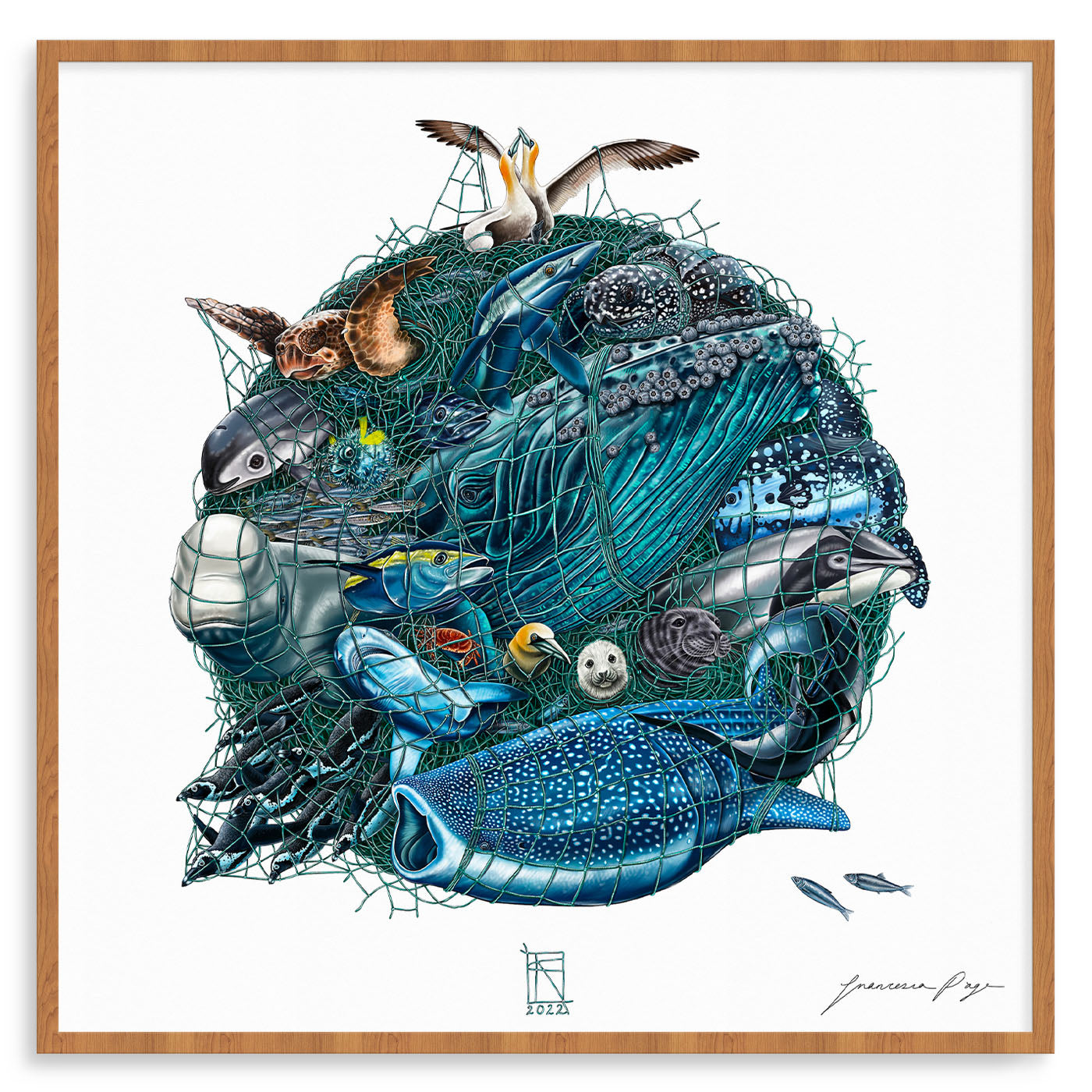 Bycatch Illustration