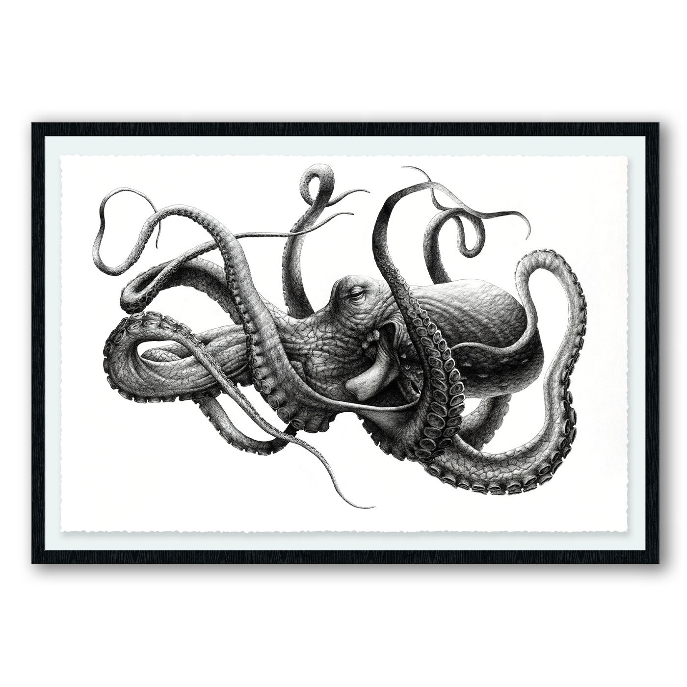 Cephalopoda I & II – PangeaSeed Foundation