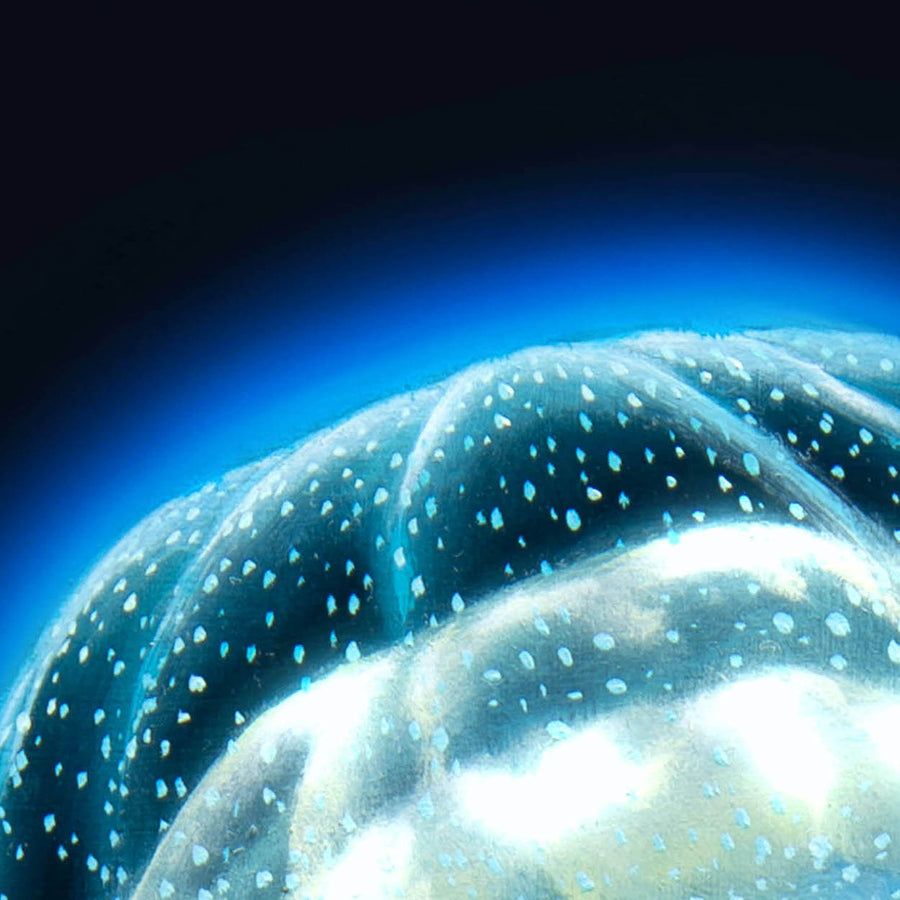 Lumen – PangeaSeed