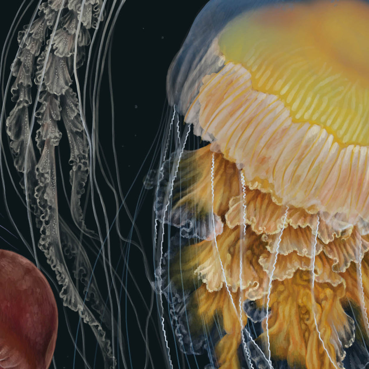 Medusozoa – PangeaSeed