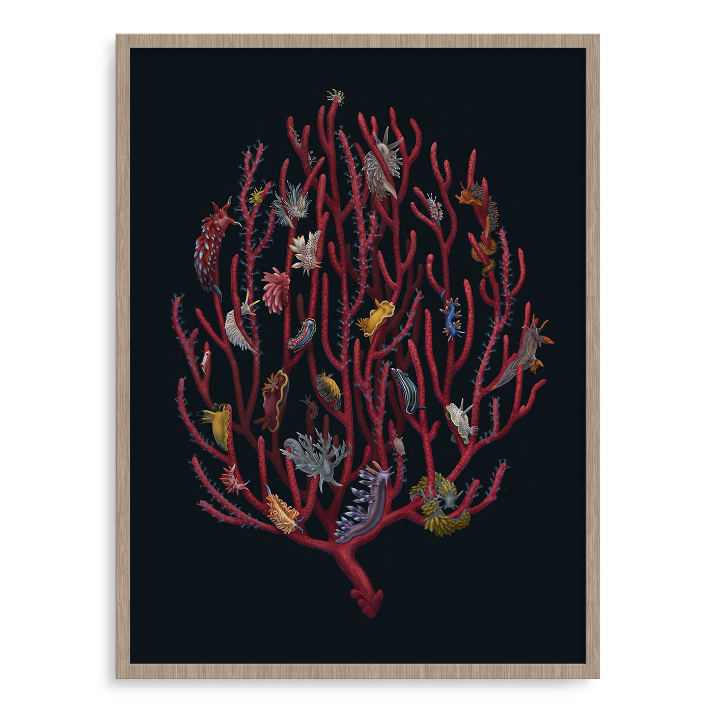 Nudibranchia – PangeaSeed
