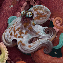 Octopodes – PangeaSeed