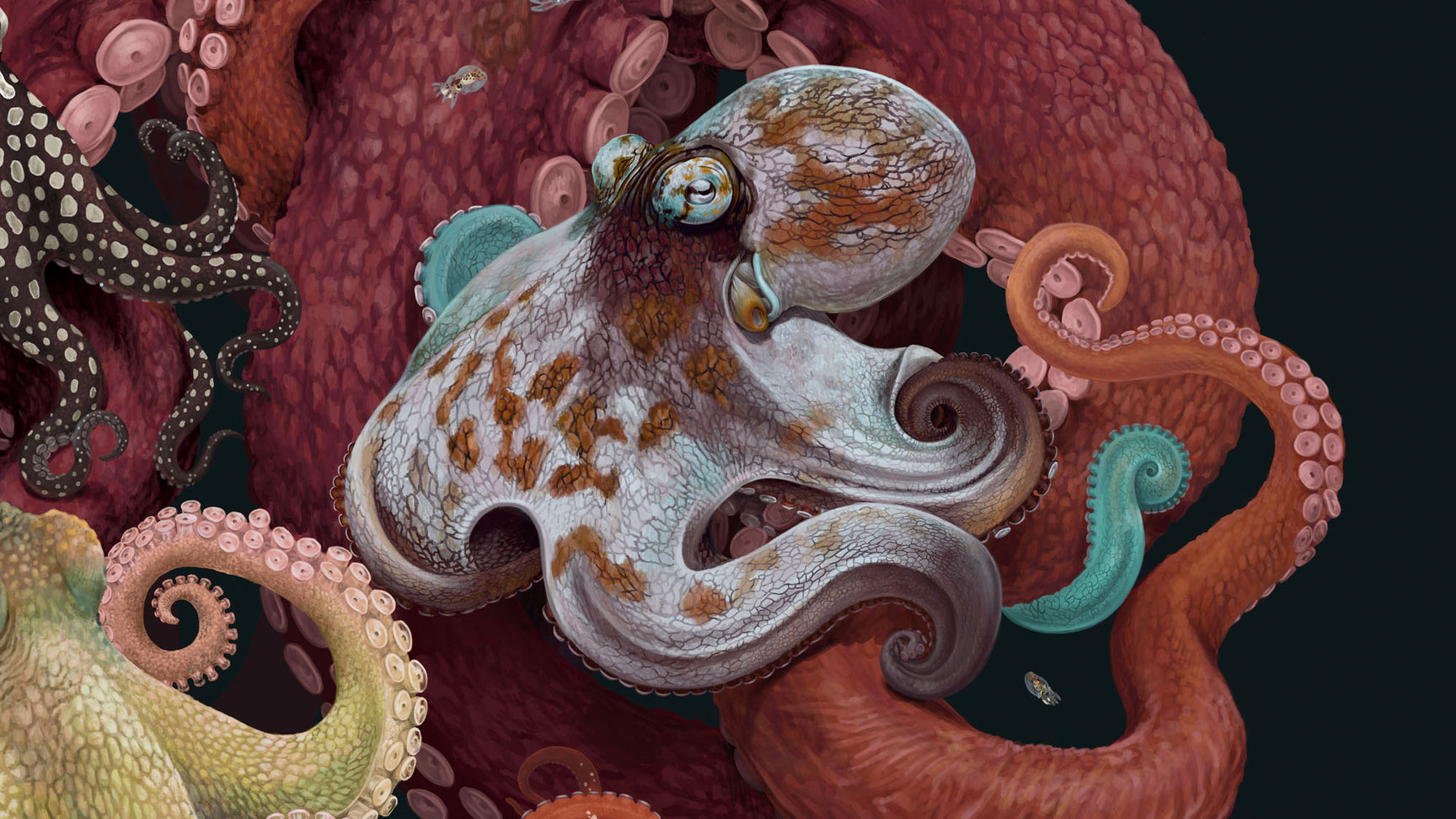 Octopodes – PangeaSeed