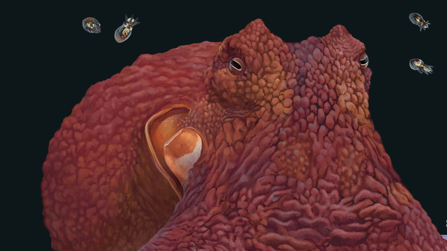 Octopodes – PangeaSeed