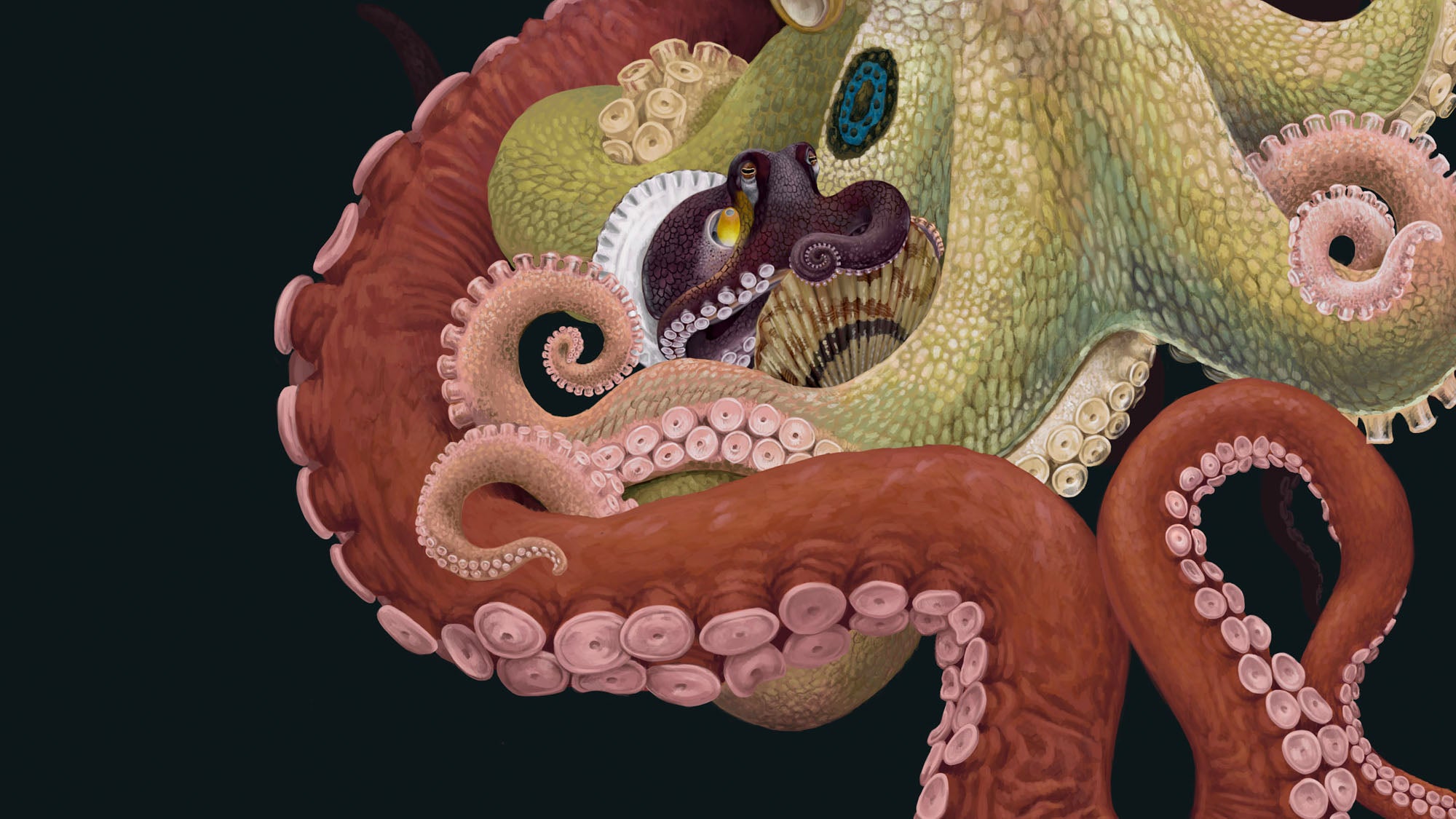 Octopodes – PangeaSeed Foundation